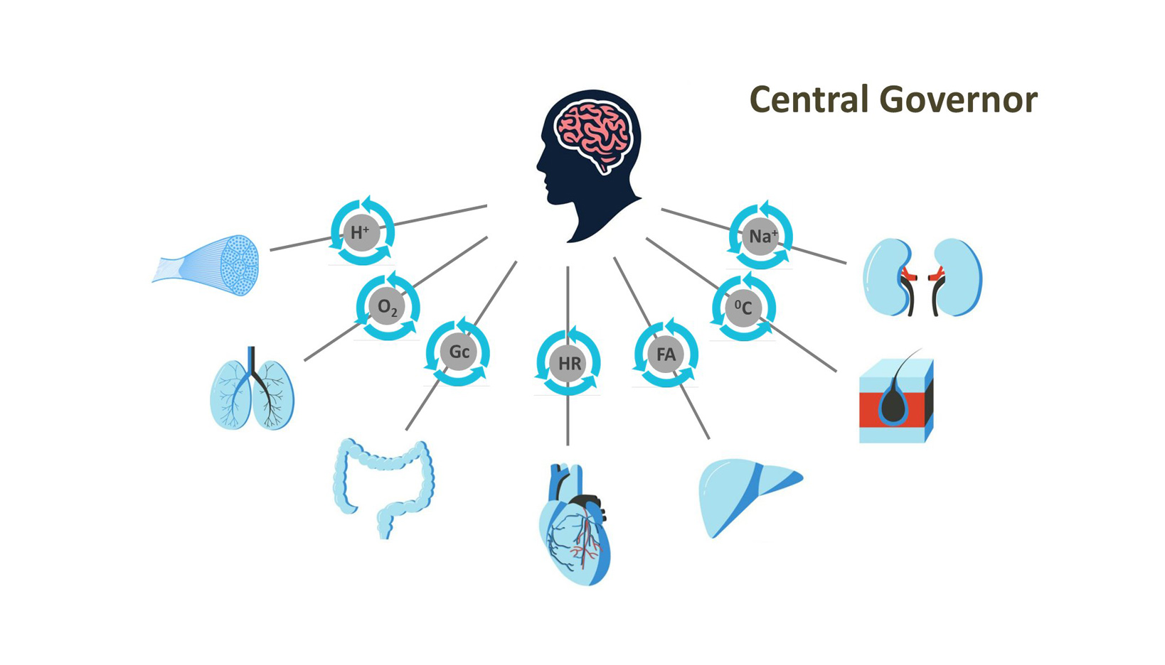 Redefining Exhaustion and TTE - CyclingApps.net (Fastfitness Group)